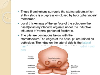 Development of face including nose ppt | PPTX