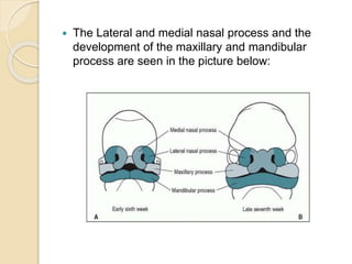 Development of face including nose ppt | PPTX