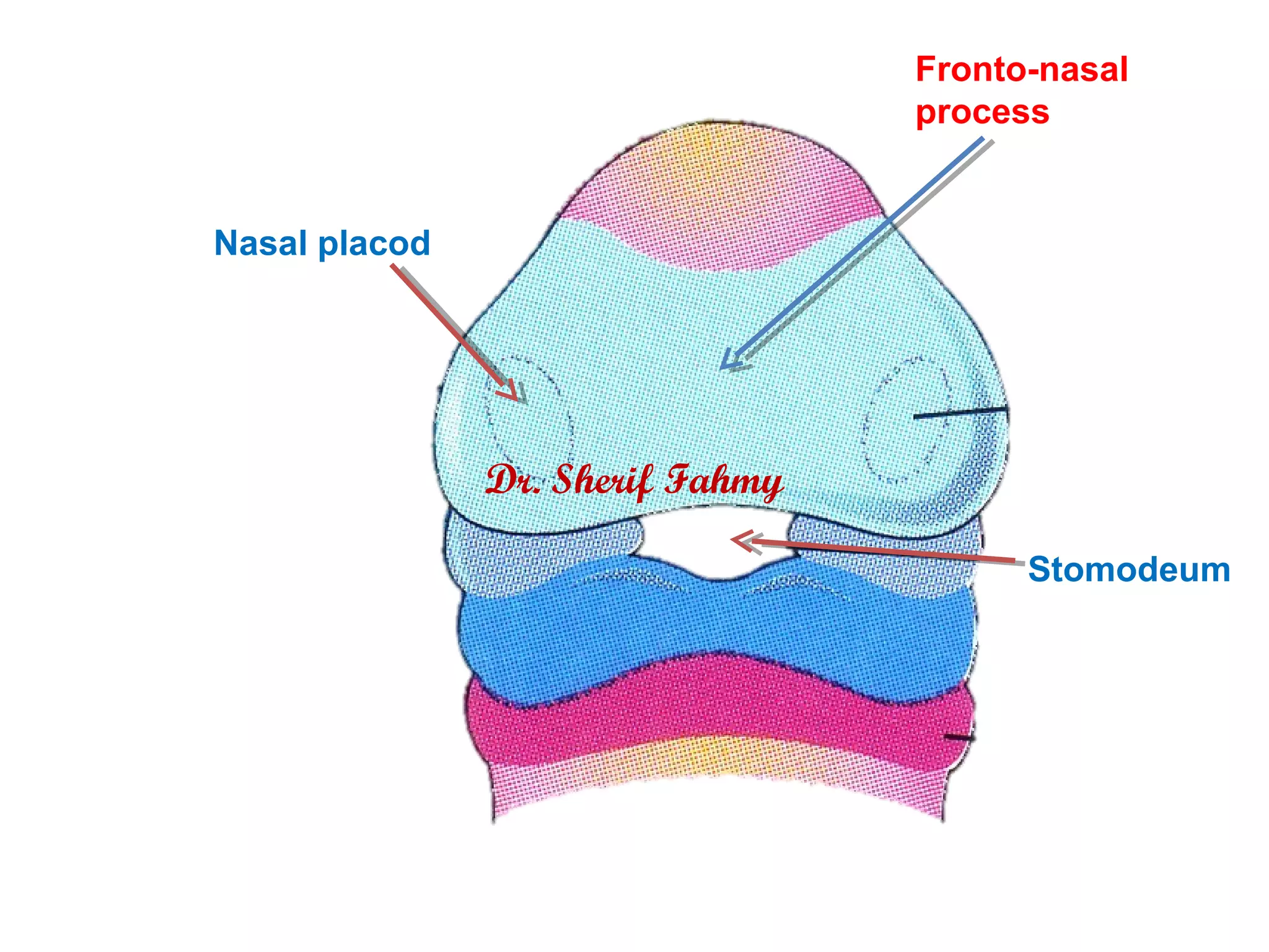 Development of Face, Nose and Palate (Special Embryology) | PPS