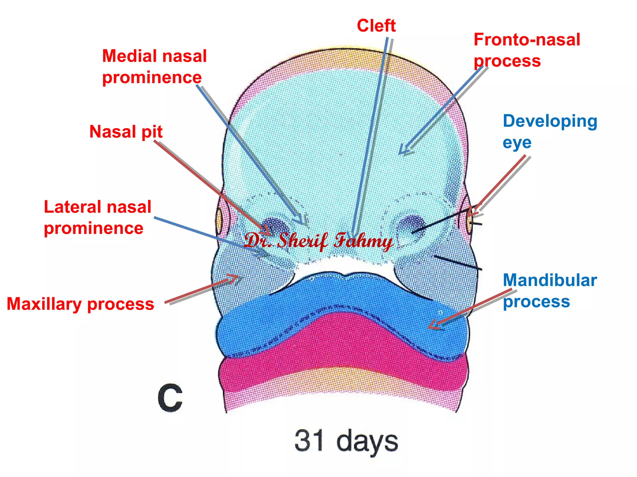 Development of Face, Nose and Palate (Special Embryology) | PPS