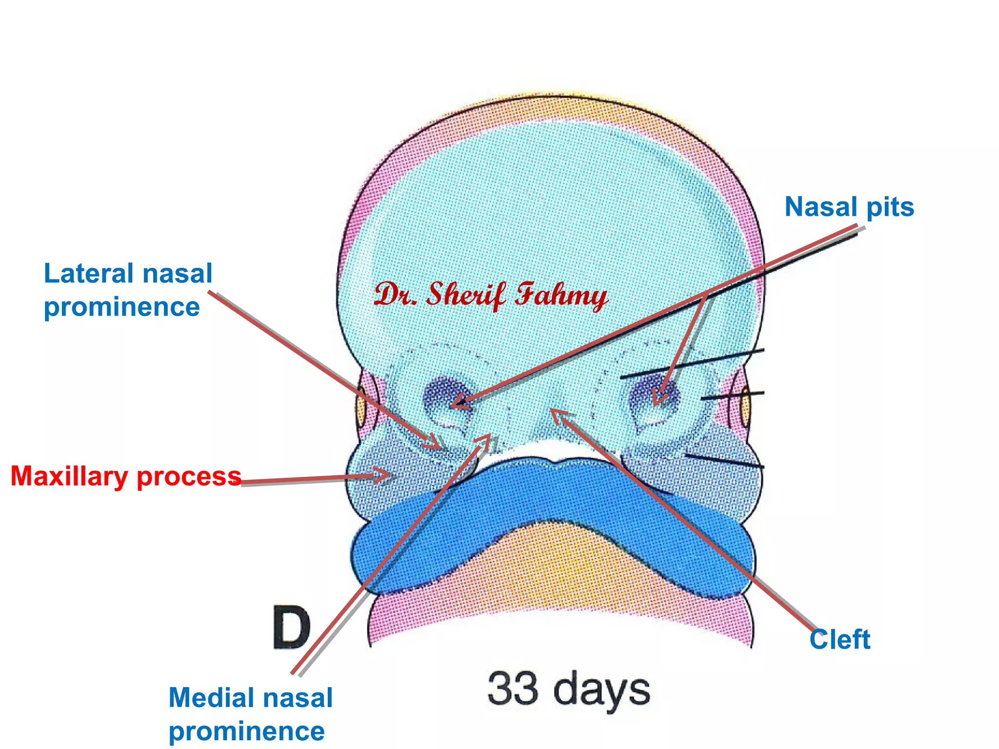 Development of Face, Nose and Palate (Special Embryology) | PPS | Ear ...