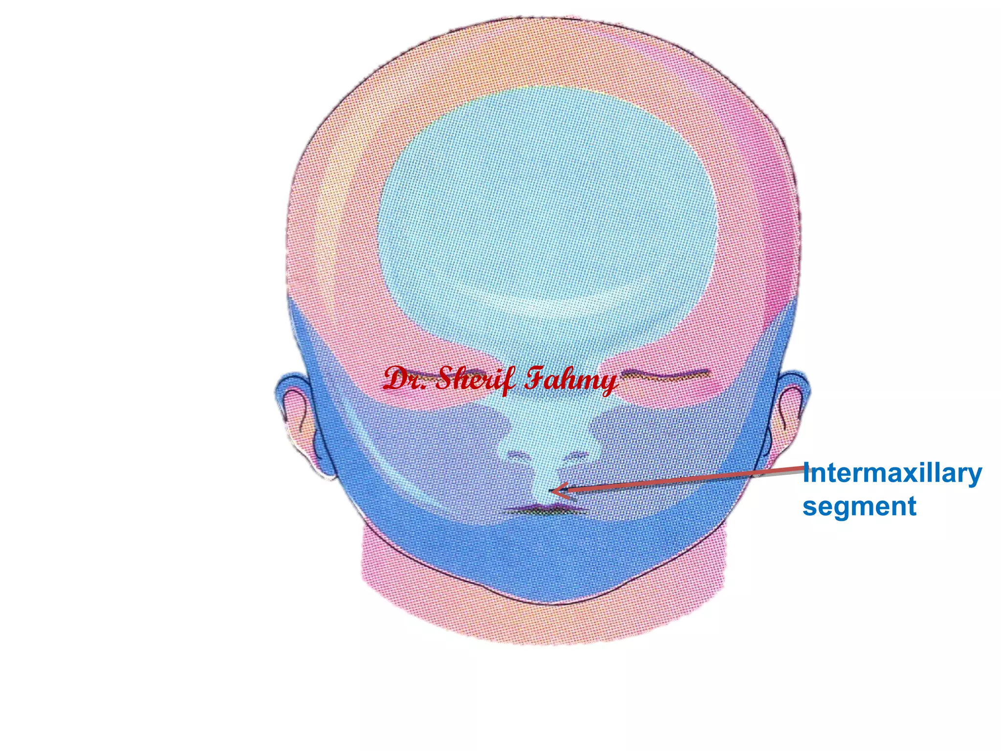 Development of Face, Nose and Palate (Special Embryology) | PPS