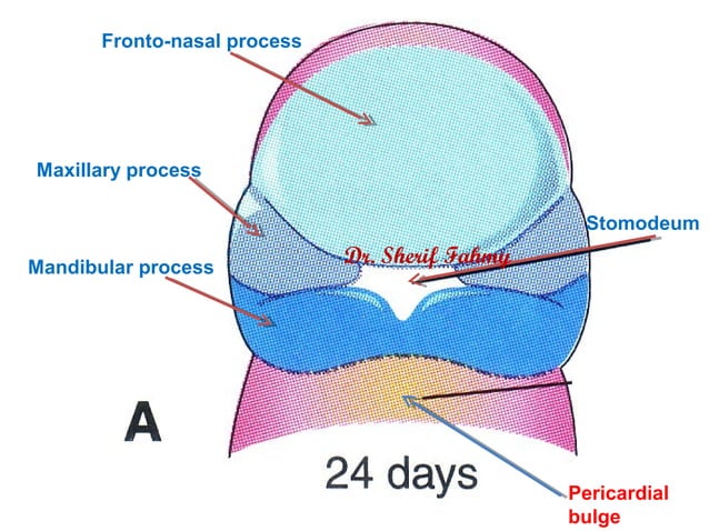 Development of Face, Nose and Palate (Special Embryology) | PPS | Ear ...