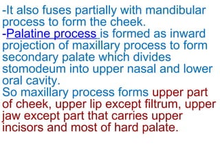 Development of Face, Nose and Palate (Special Embryology) | PPS