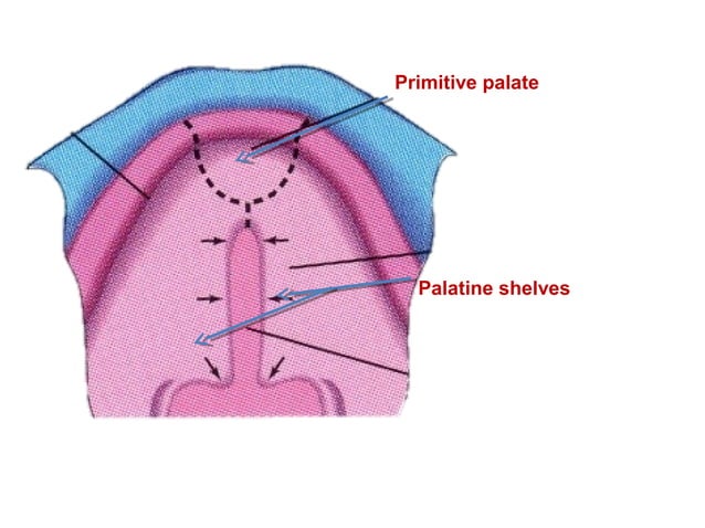 Development of Face, Nose and Palate (Special Embryology) | PPS | Ear ...