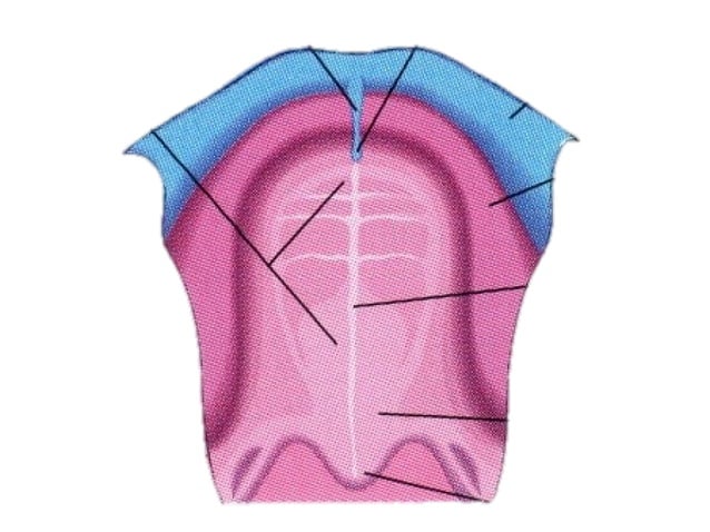 Development of Face, Nose and Palate (Special Embryology) | PPS | Ear ...