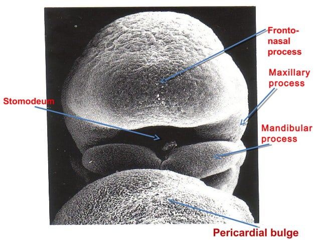 Development of Face, Nose and Palate (Special Embryology)