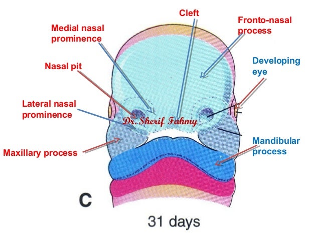 Development of Face, Nose and Palate (Special Embryology)