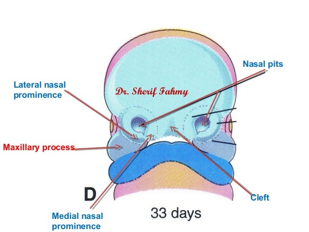 Development of Face, Nose and Palate (Special Embryology)