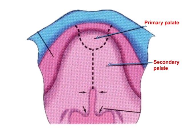 Development of Face, Nose and Palate (Special Embryology)