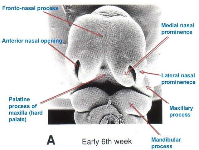 Development of Face, Nose and Palate (Special Embryology)