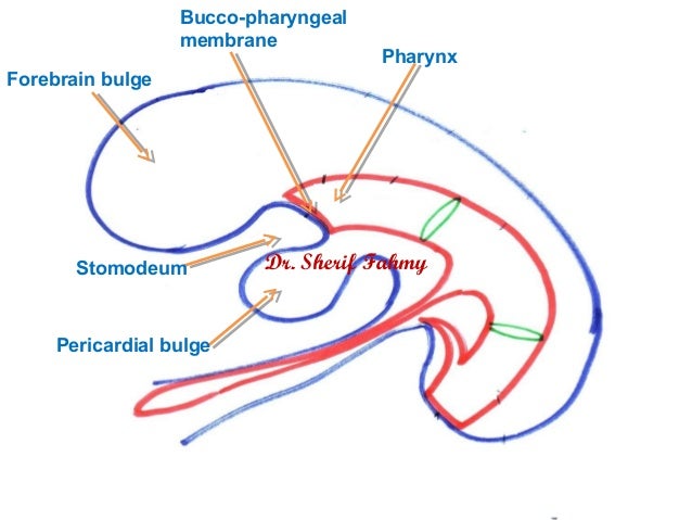 Development of Face, Nose and Palate (Special Embryology)