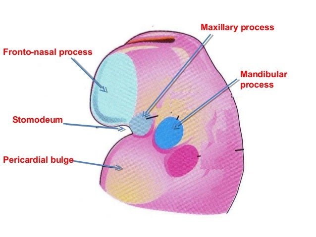 Development of Face, Nose and Palate (Special Embryology)