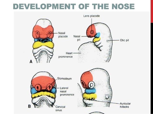 Development of face, nose, palate by dr. noura 2014