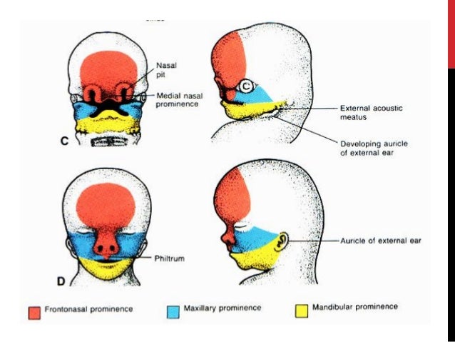 Development of face, nose, palate by dr. noura 2014