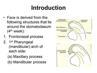 Development_of_face_palate (1).ppt