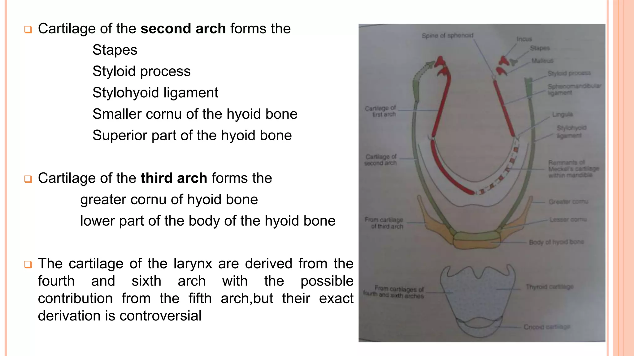 Development of face, paranasal sinus. | PPTX
