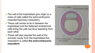 Development of face, paranasal sinus. | PPTX