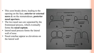 Development of face, paranasal sinus. | PPTX