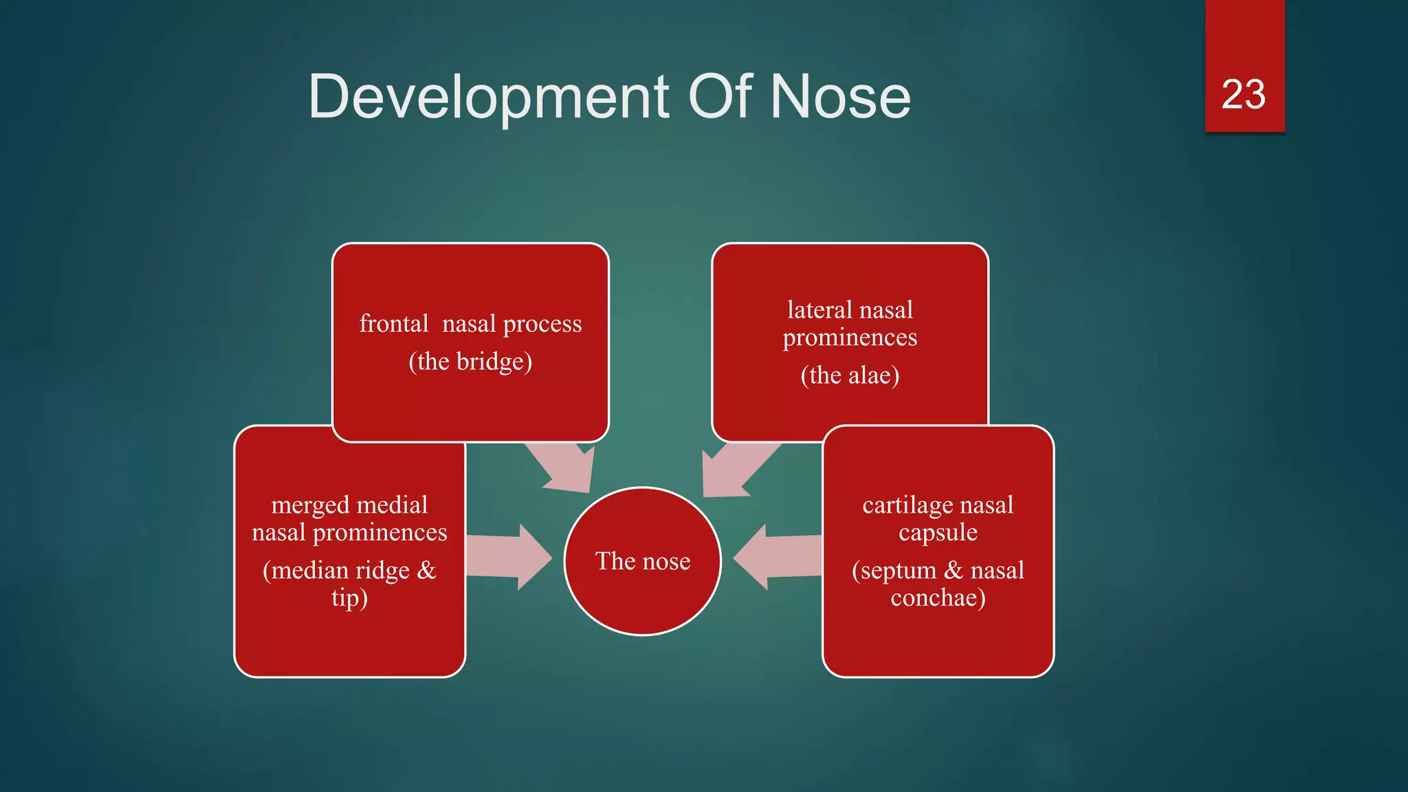 Development of Face Part 1 | PPTX