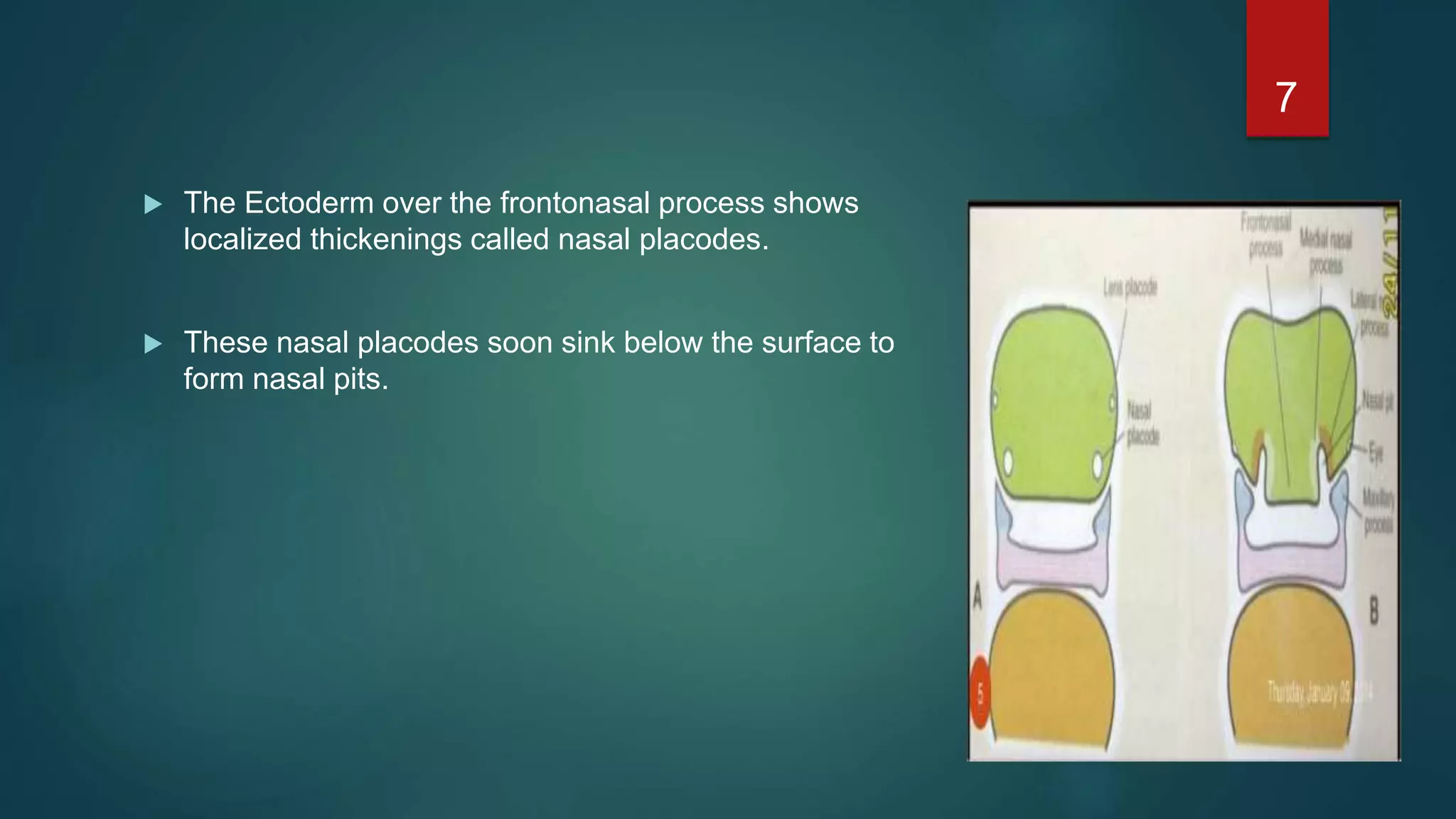 Development of Face Part 1 | PPTX