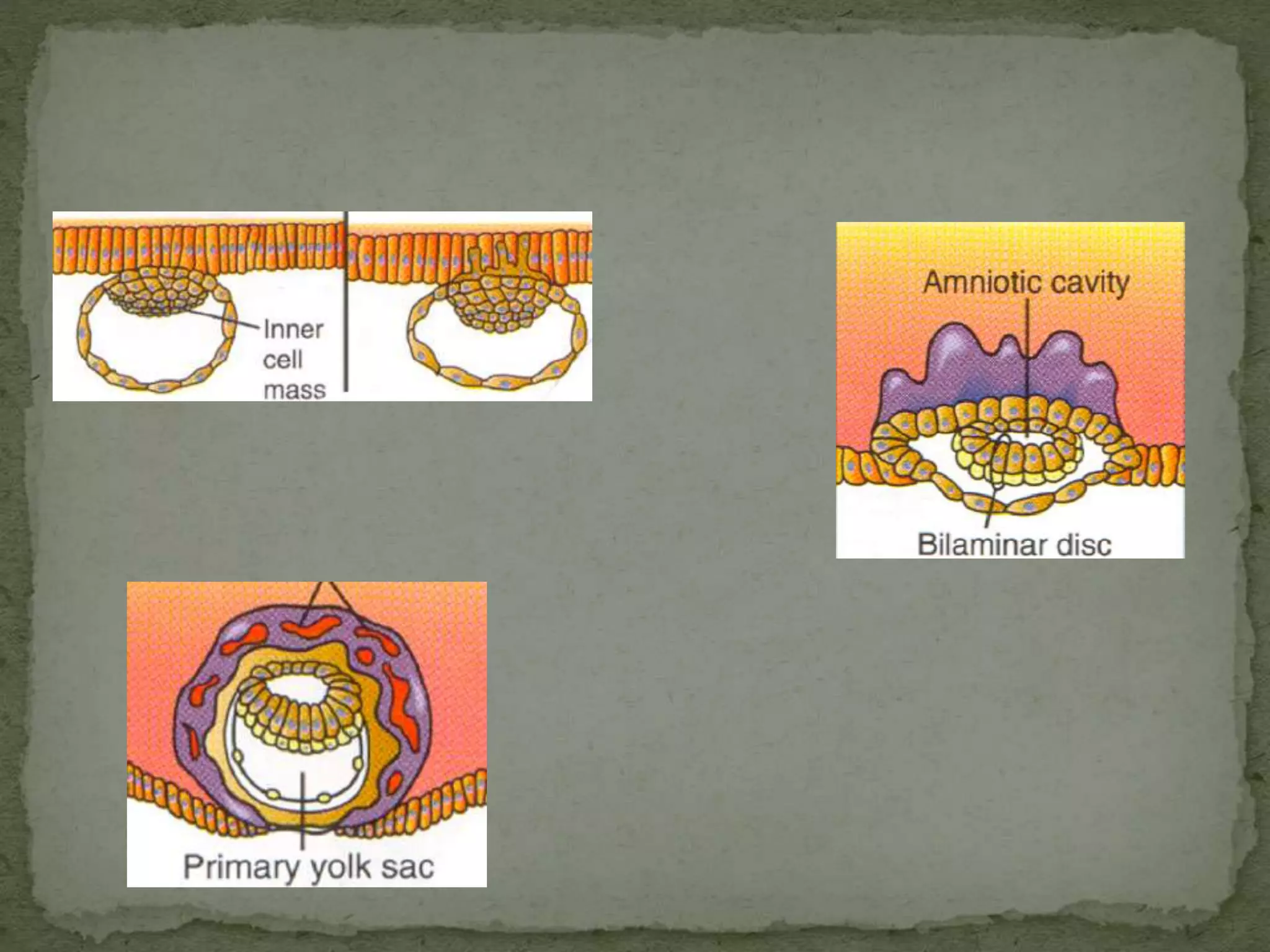 Development of face & Developmental anomalies | PPTX