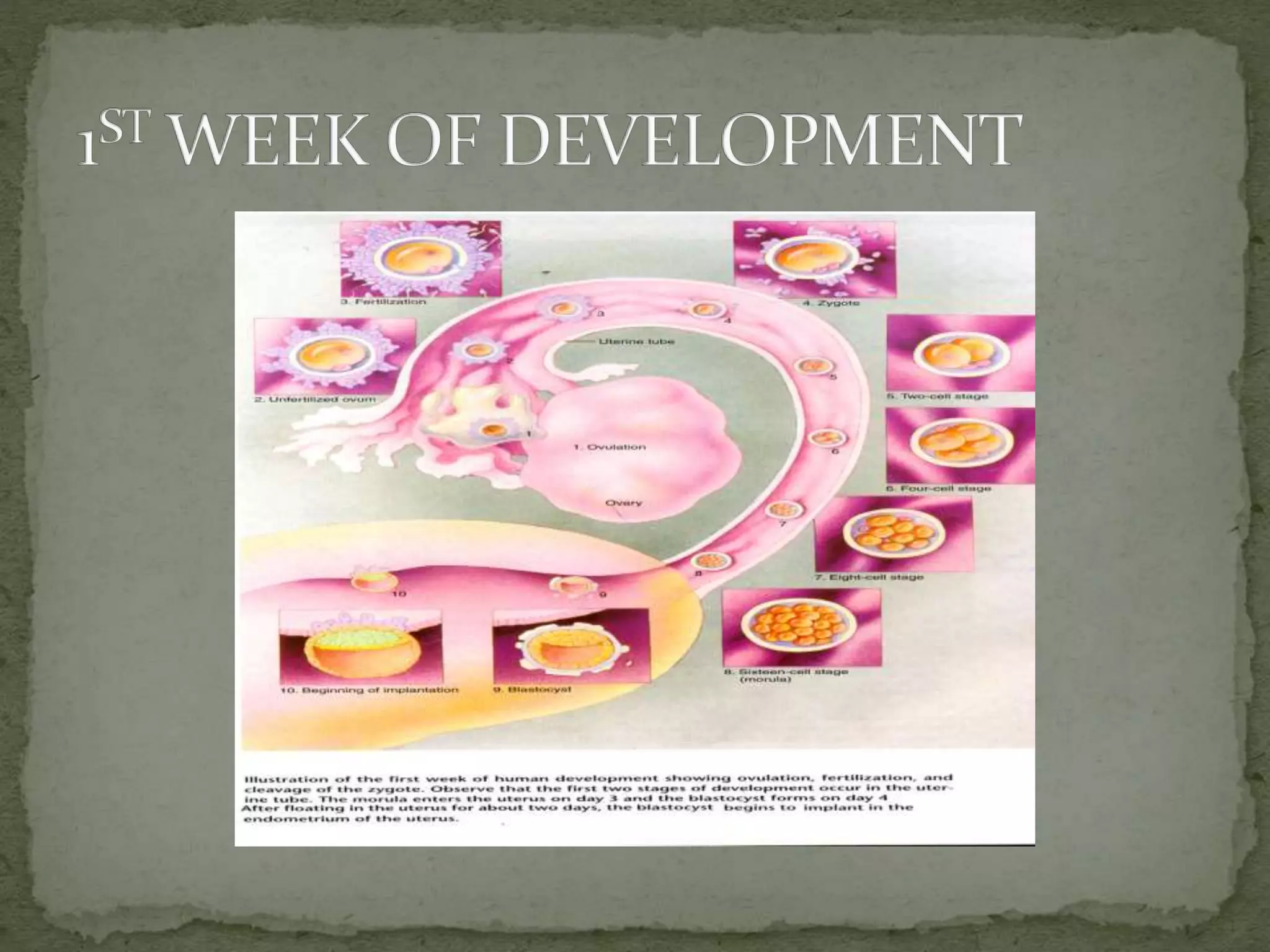Development of face & Developmental anomalies | PPTX
