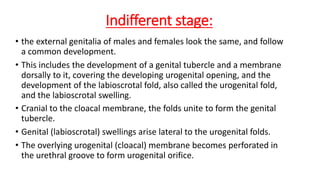 Development of female external genitalia | PPTX