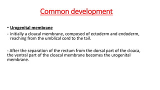 Development of female external genitalia | PPTX