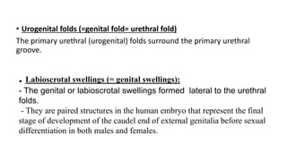 Development of female external genitalia | PPTX
