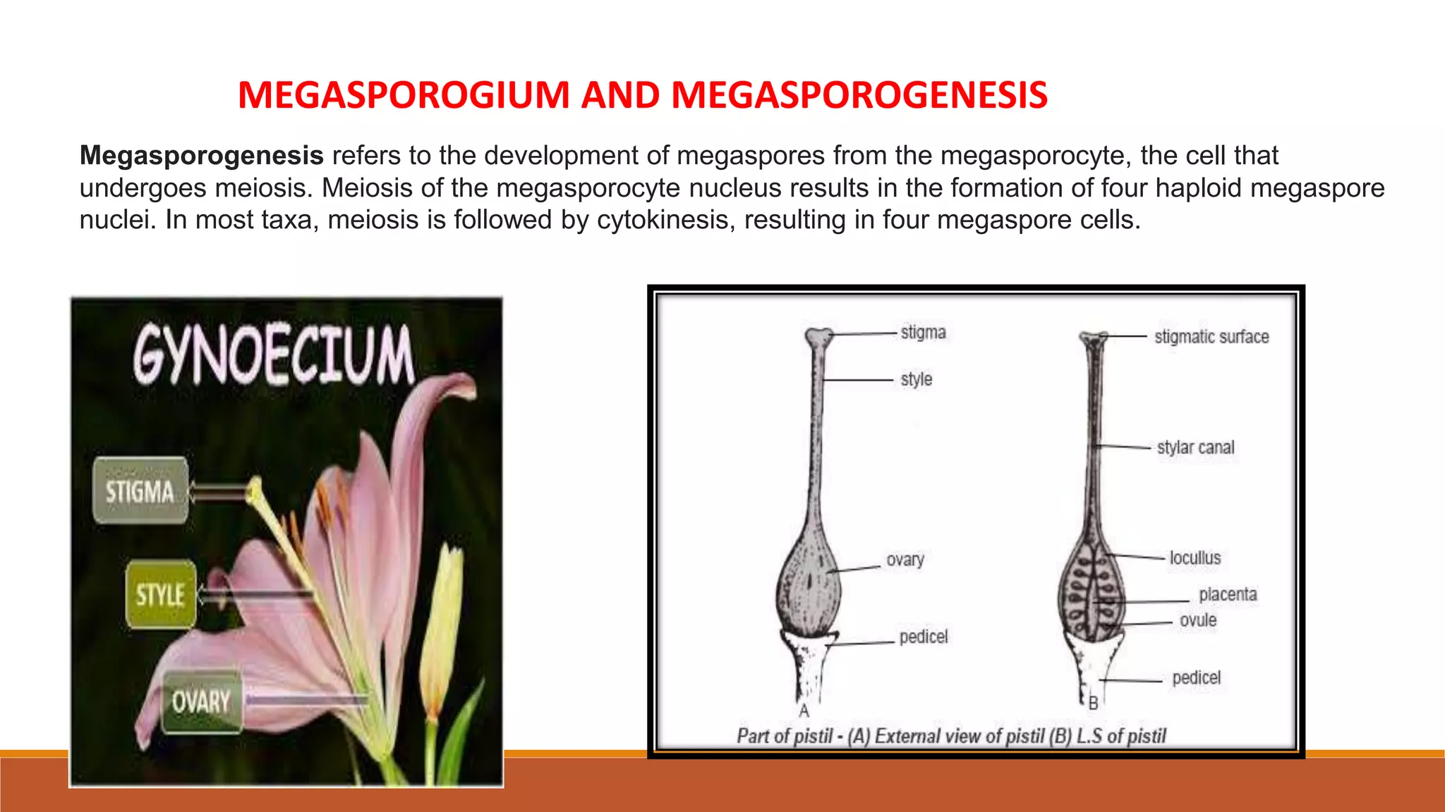 Development of female gametophyte | PPTX