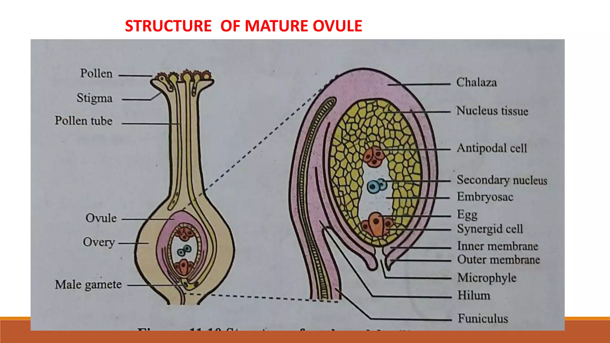 Development of female gametophyte | PPTX