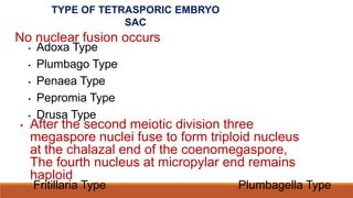 Development of female gametophyte | PPTX