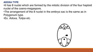 Development of female gametophyte | PPTX