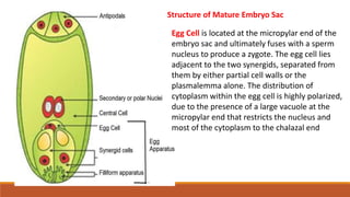 Development of female gametophyte | PPTX