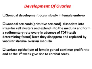 Development of female genitalia | PPTX