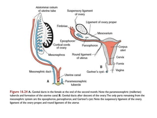 Development of female genitalia | PPTX
