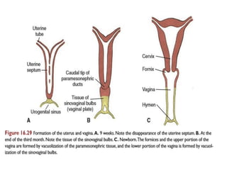 Development of female genitalia | PPTX