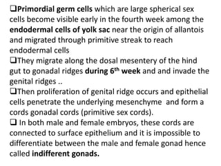 Development of female genitalia | PPTX