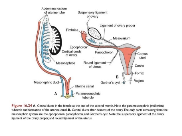Chapter 107 Development Of The Female External Genital