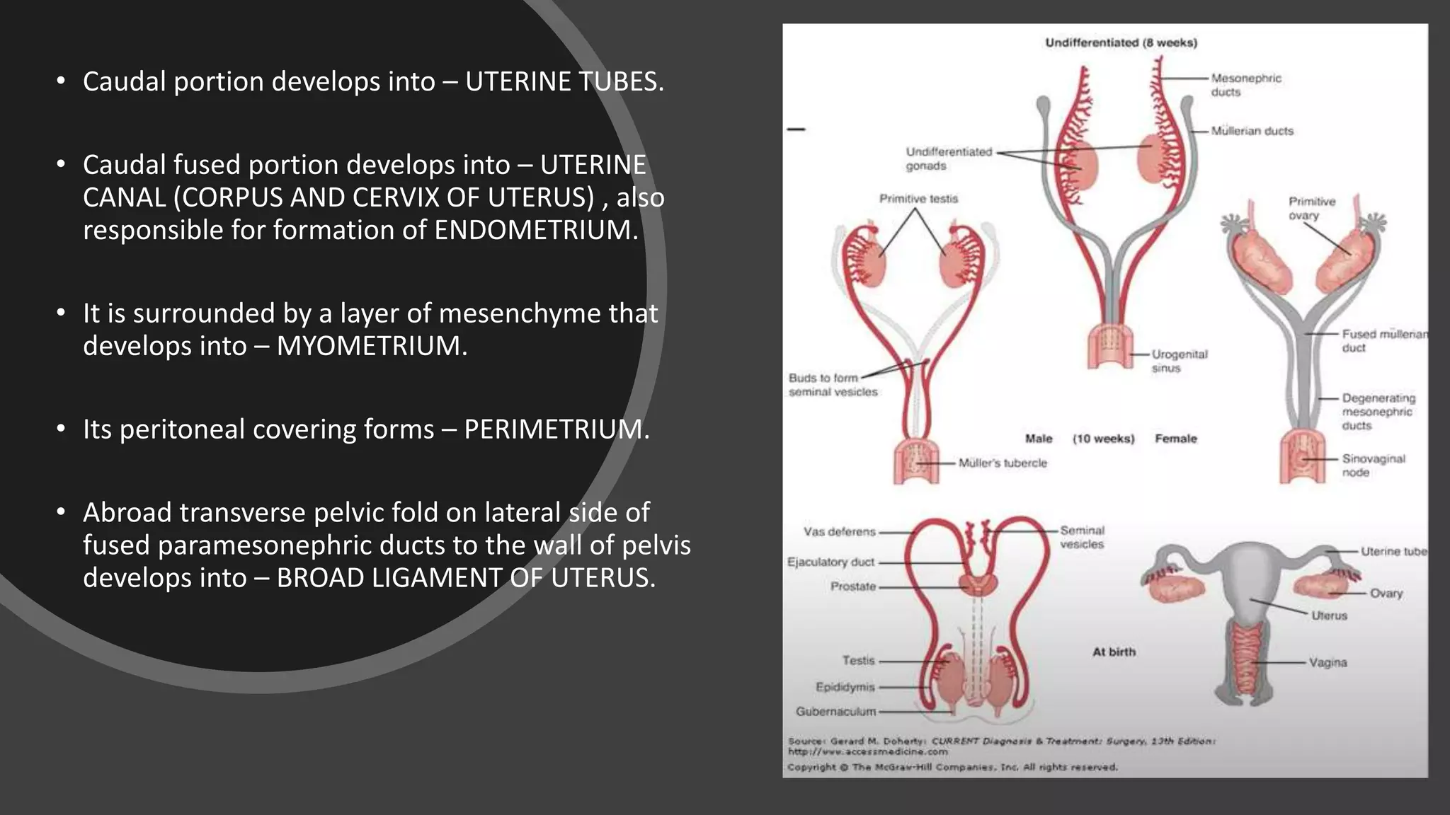 Development of female genital tract | PPTX