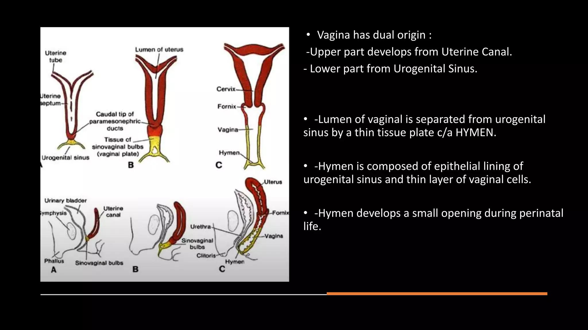 Development of female genital tract | PPTX