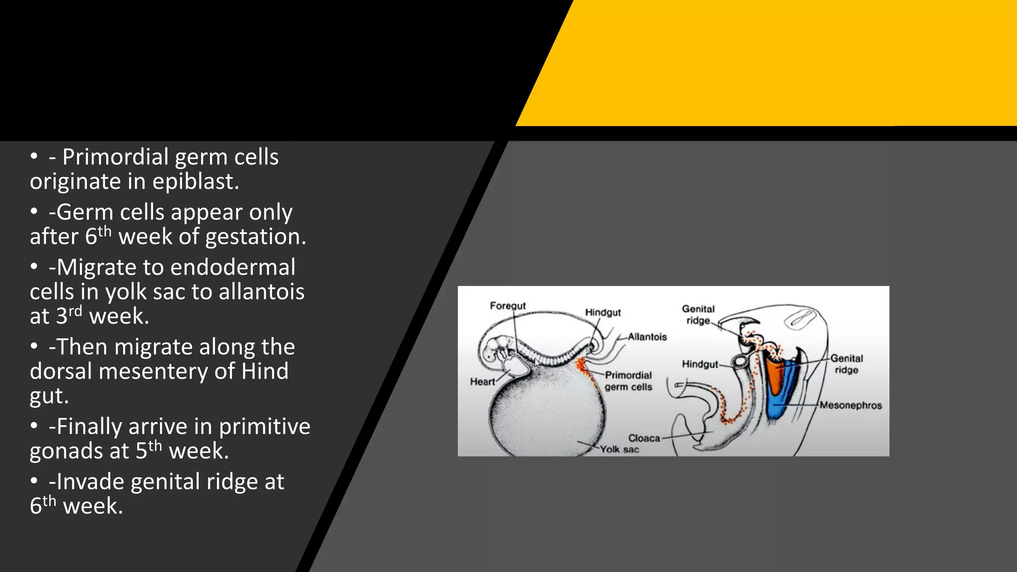 Development of female genital tract | PPTX