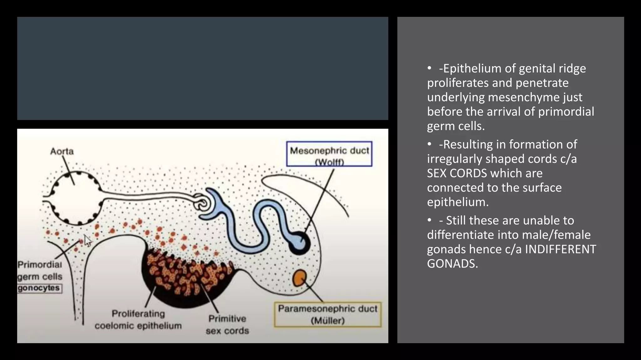 Development of female genital tract | PPTX