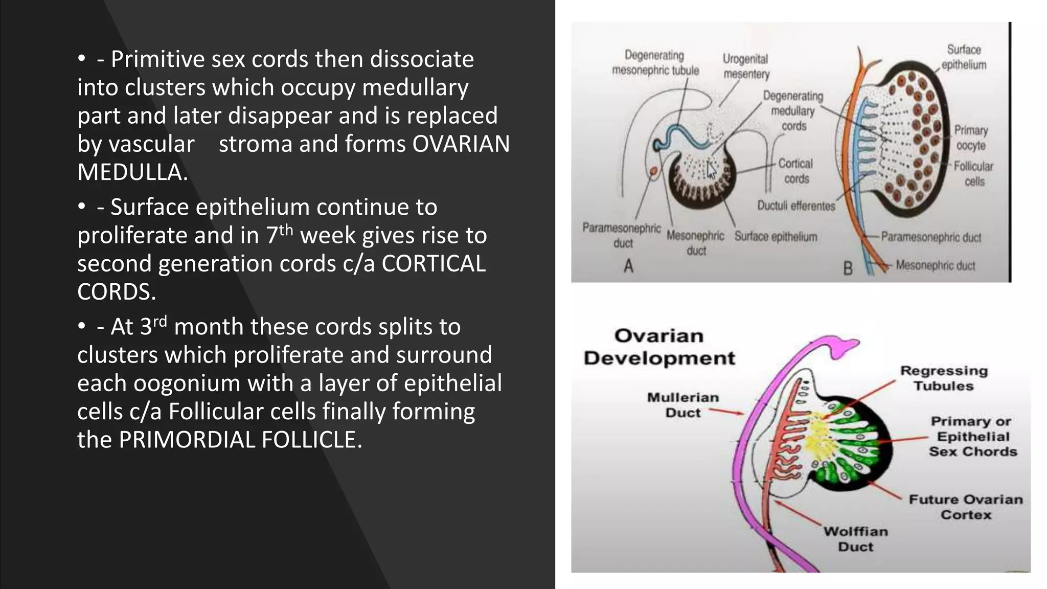 Development of female genital tract | PPTX