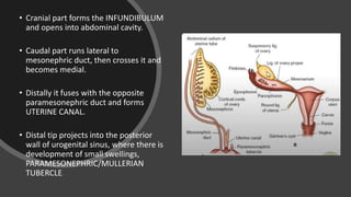 Development of female genital tract | PPTX