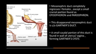Development of female genital tract | PPTX