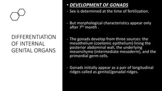 Development of female genital tract | PPTX