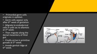 Development of female genital tract | PPTX