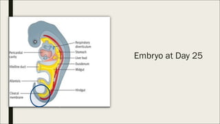 Development of female genital tract | PDF